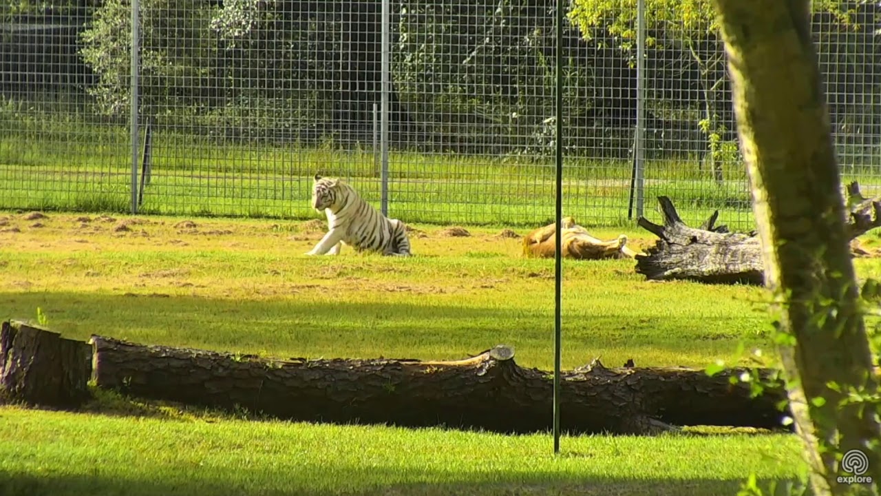 Cameron & Zabu's Vacation Dilemma - YouTube