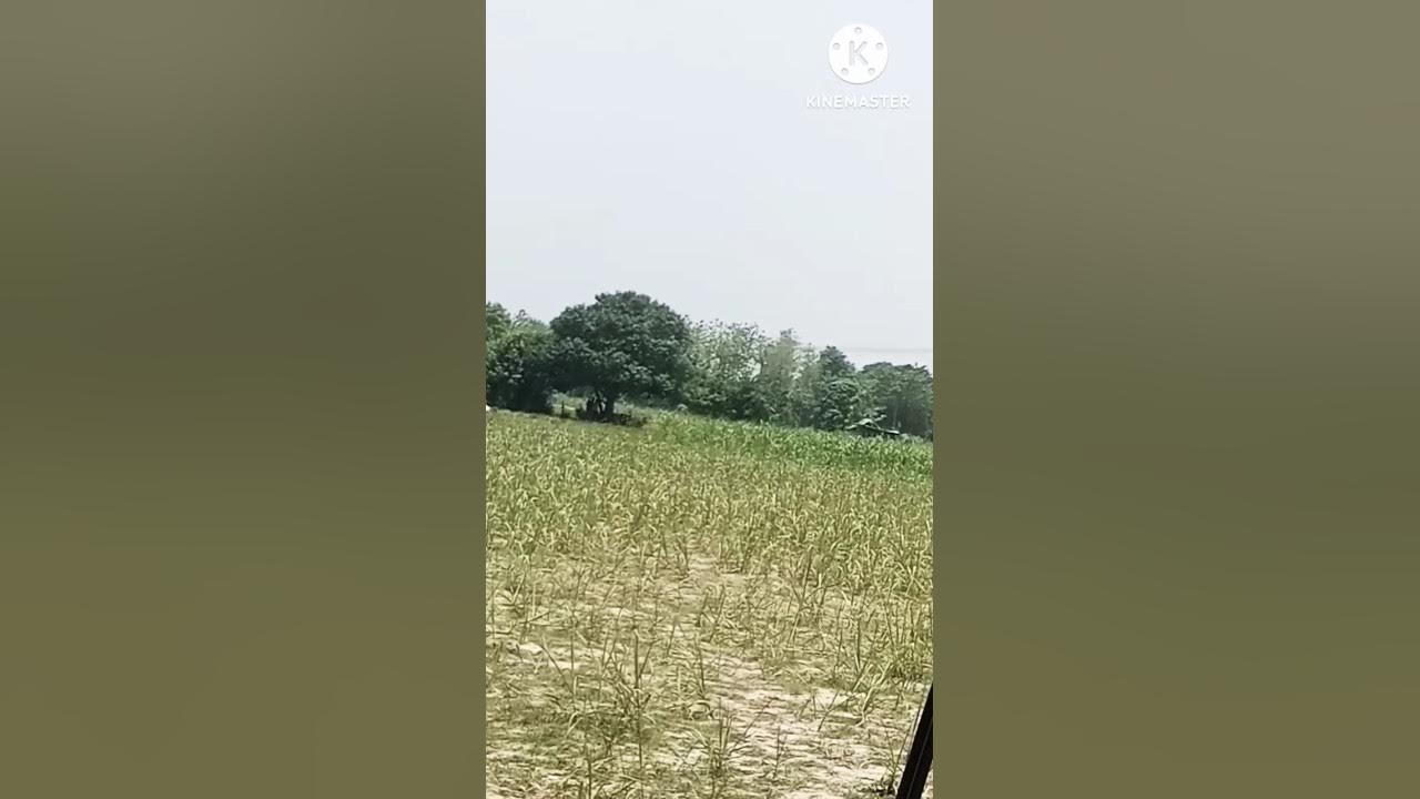 Hamara lovely Gaaw ka Khet banjar hota ja raha hai #ytshort - YouTube