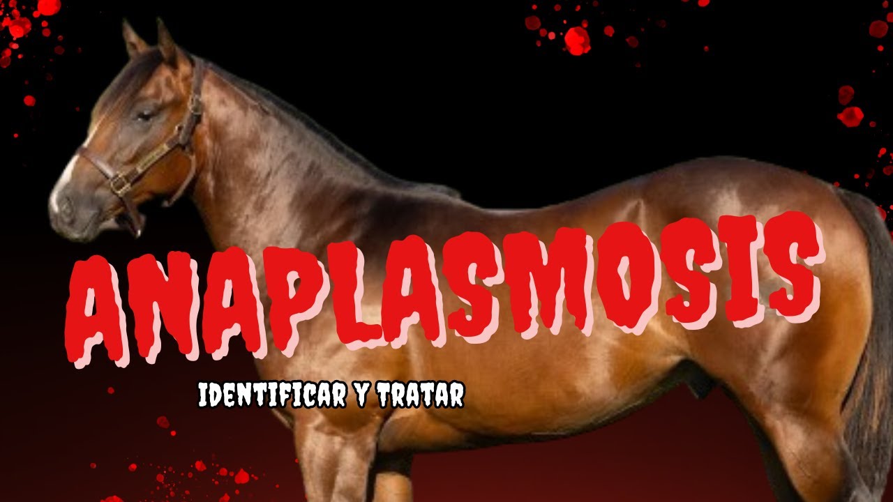 Cómo Identificar y Tratar la Anaplasmosis en Caballos - YouTube