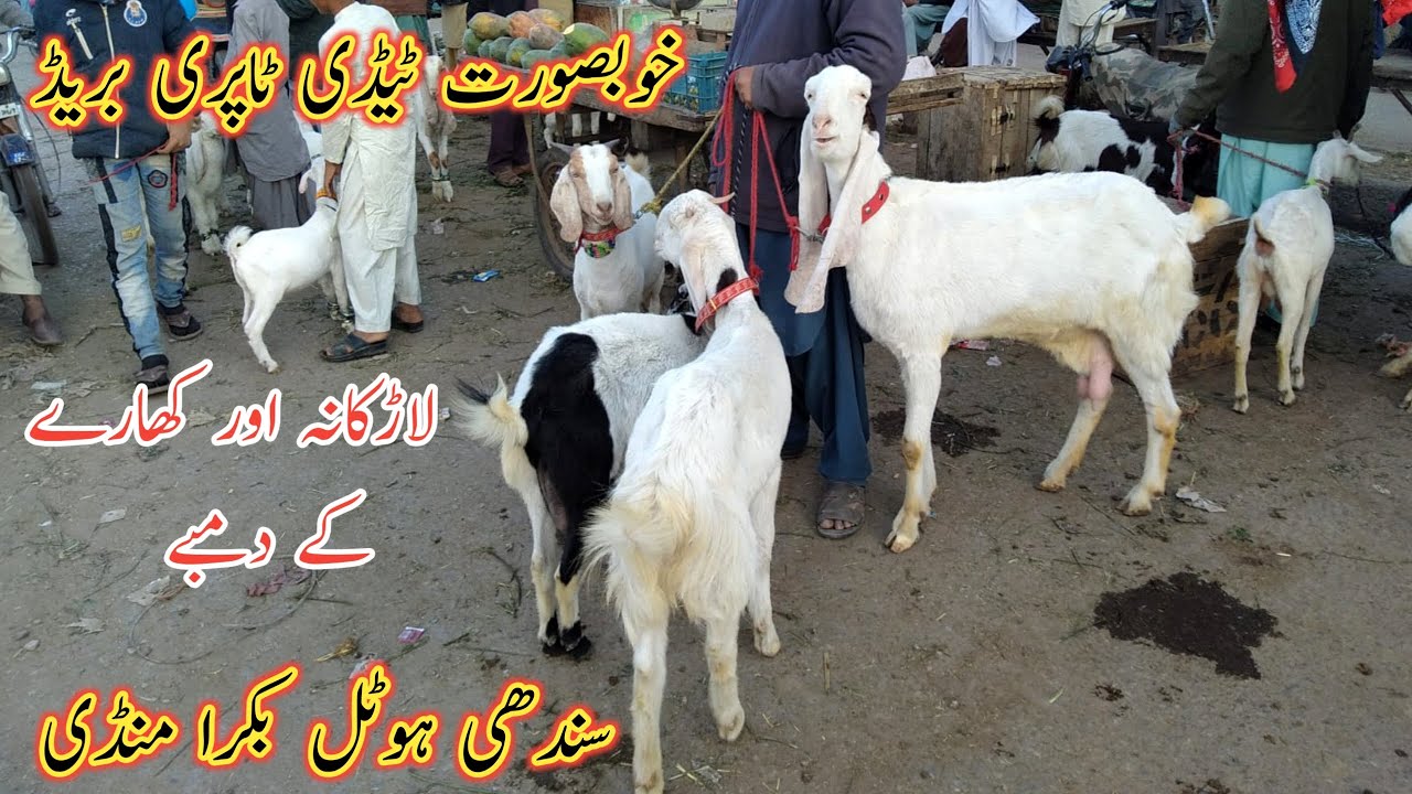 Sindhi Hotel Bakra Mandi Latest Update | 27 Jan 2023 | Tapri Goats ...