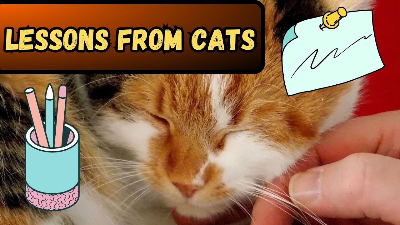 What Can Humans Learn From Cats? - YouTube