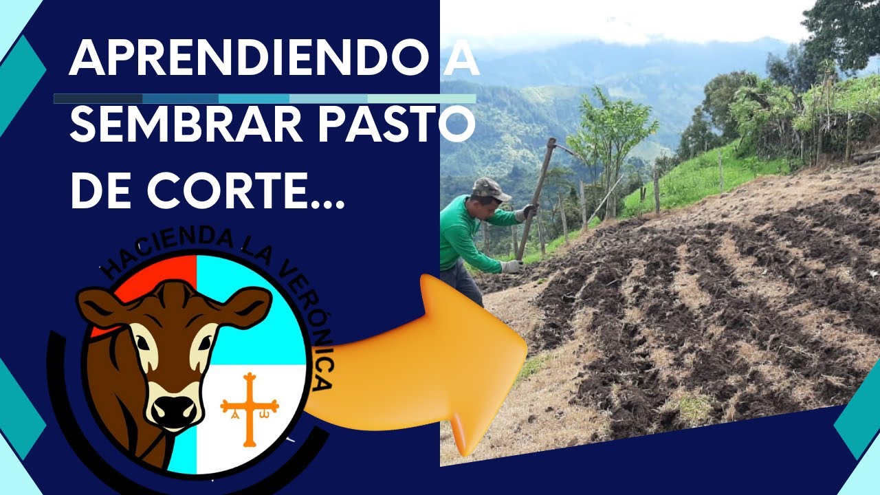 APRENDIENDO A SEMBRAR MI PASTO DE CORTE - YouTube