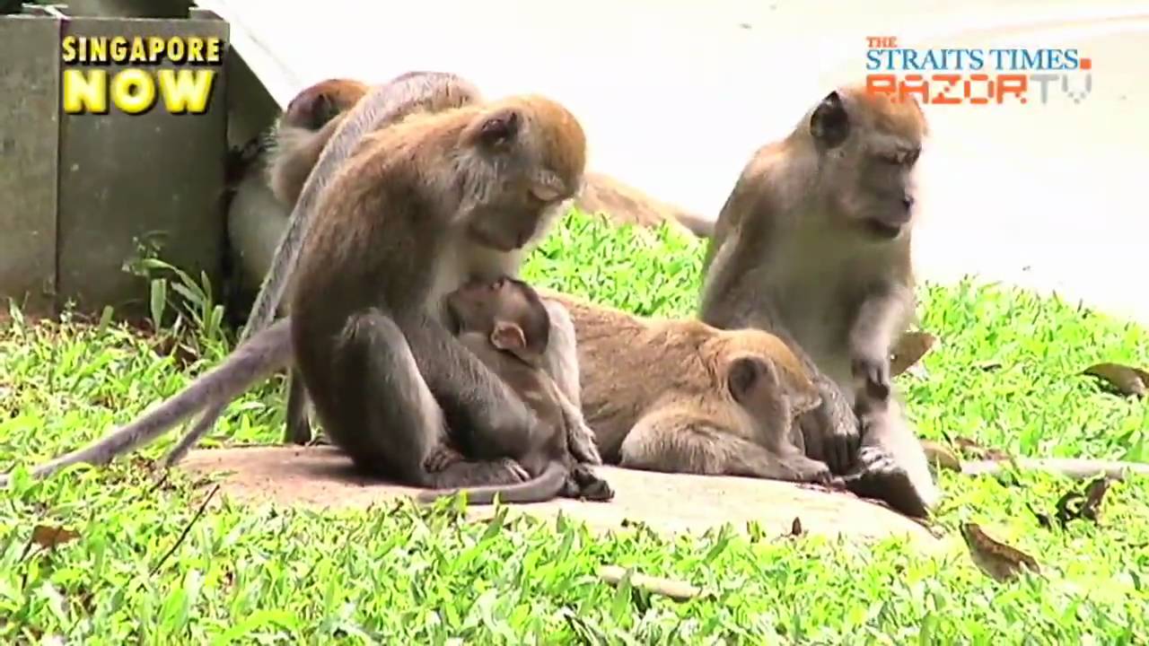 How to avoid a monkey attack (Monkey Business Pt 5) - YouTube