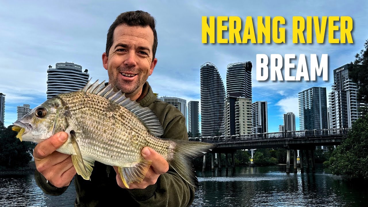 Nerang River | 40 Fish Session!!! - YouTube