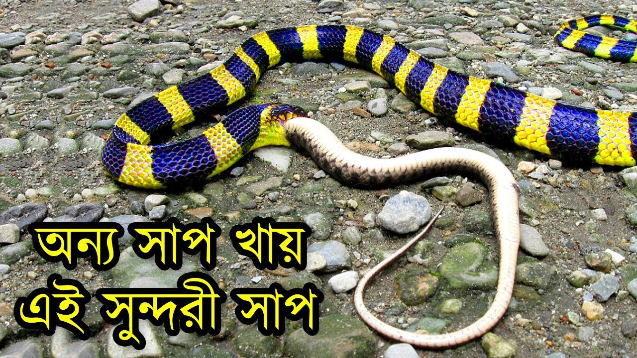 ভয়ংকর বিষাক্ত সাপ খাওয়া সুন্দর সাপ শঙ্খিনী | Highly venomous Snake ...