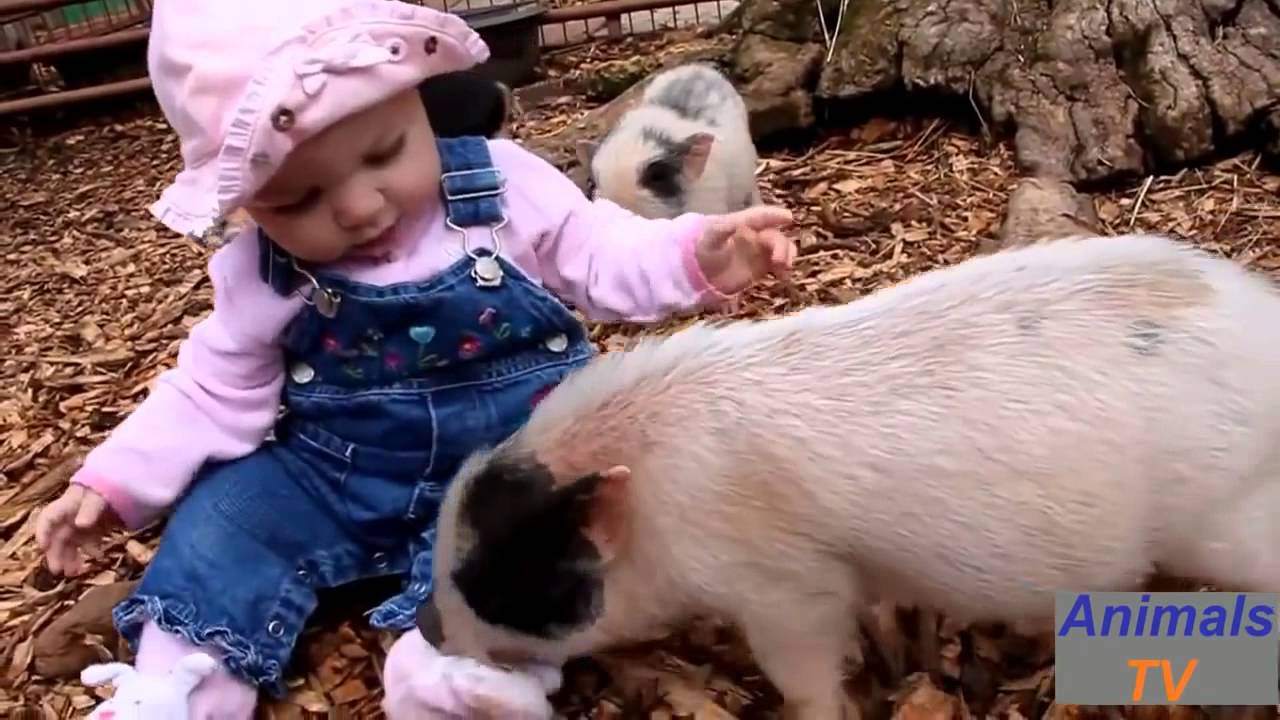 Funny Pigs Crazy Animal Videos Compilation 2015 Animals TV - YouTube