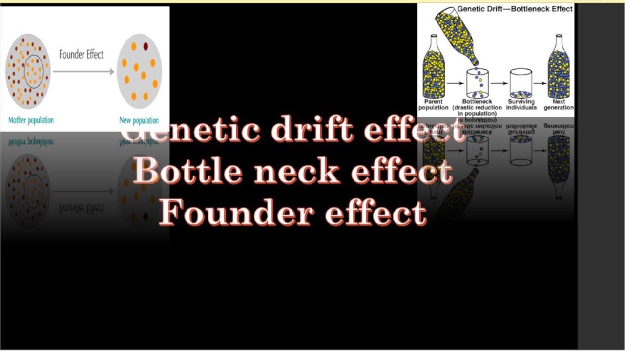 Sewall wright effect//Genetic drift effect - YouTube