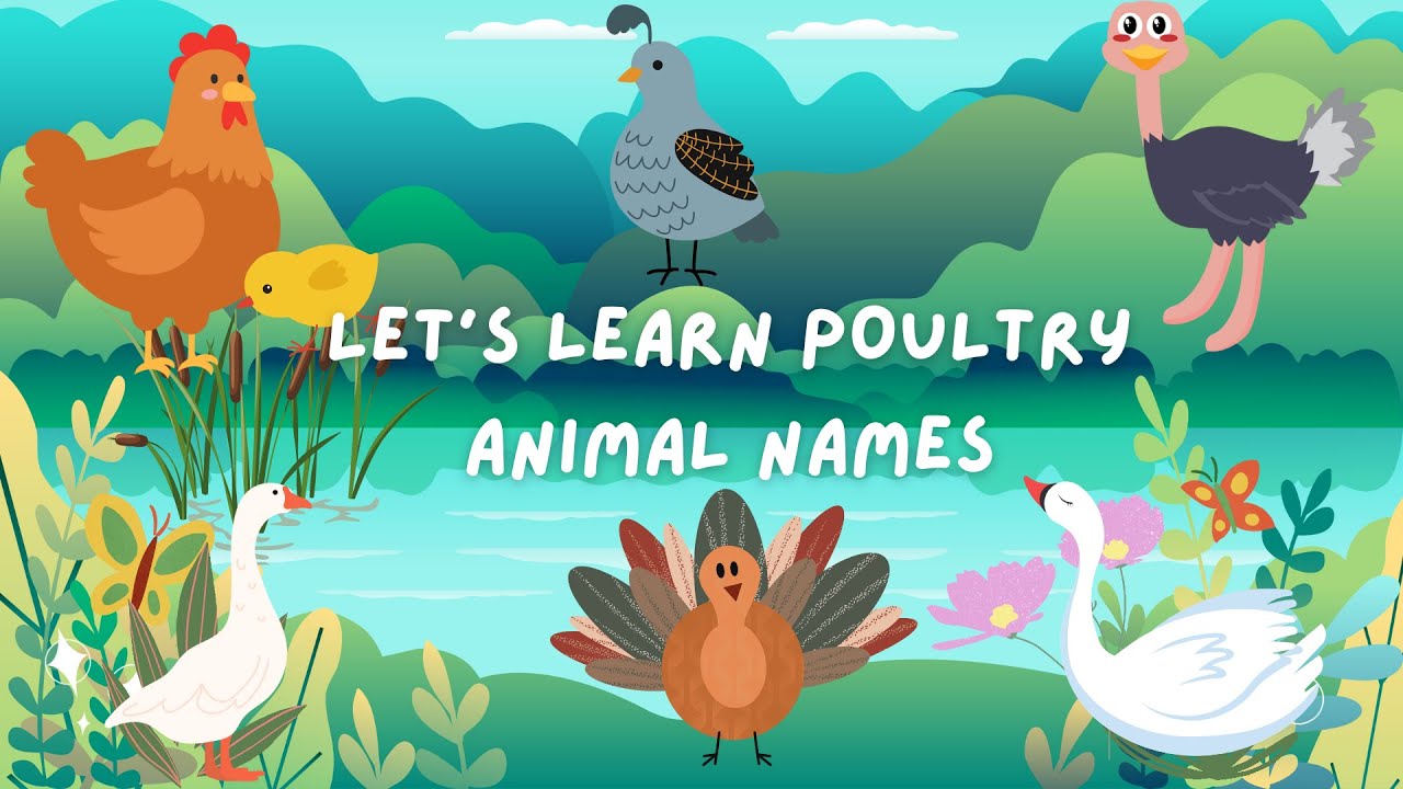 Learn Poultry Animal Names for Kids | Poultry Animal Video | Poultry ...