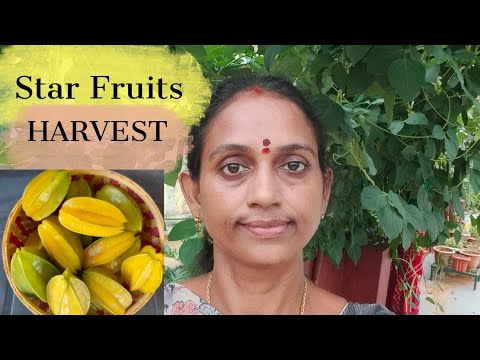 How to grow Star Fruits//Star Fruits harvest In Our Garden//Organic ...