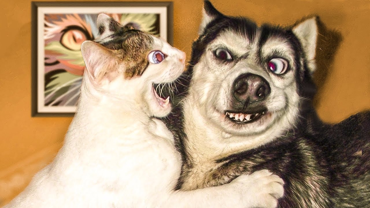 Angry Cats VS Dogs Funny Cat 😸 and Dog 🐶 Videos Compilation - YouTube