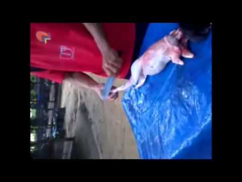 Proses penyembelihan dan melapah daging arnab - YouTube