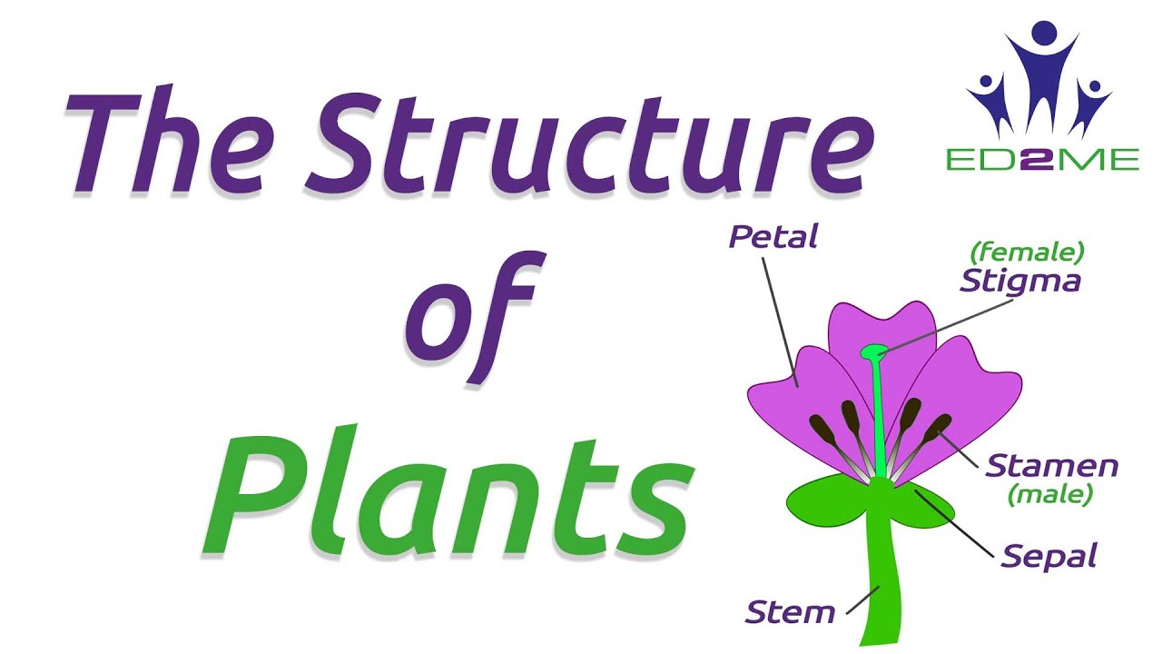 The Structure of a Flower - YouTube