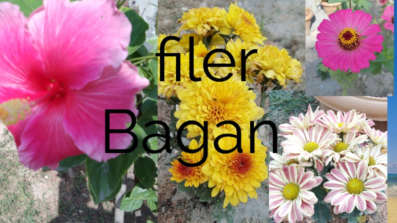 # আমাদের সুন্দর ফুলের গাছ #fuler Bagan #funnypost #🌻🌻🌻🏵️🏵️🌺🌺🌺🌹🌹🌹 - YouTube