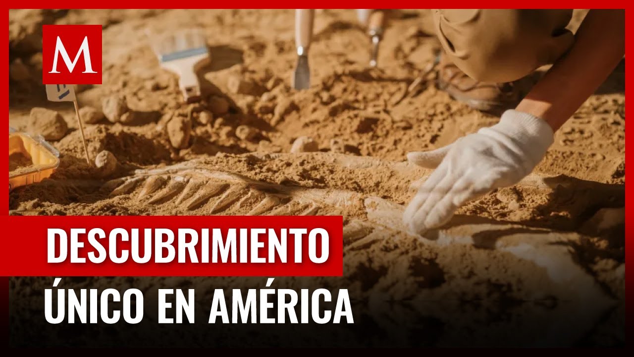 Hallan fósil de más de 8 mil años de antigüedad en el AIFA - YouTube