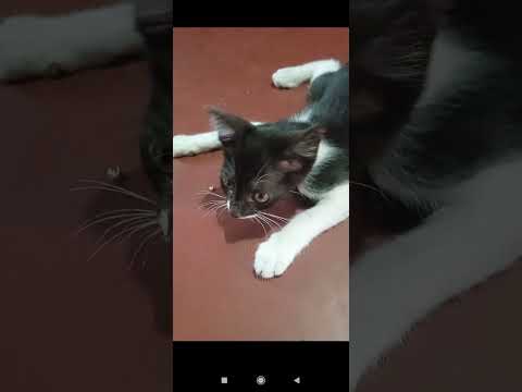 #miwam miwam#catlove #shortvideo #catvideo#dristirekha 🐭