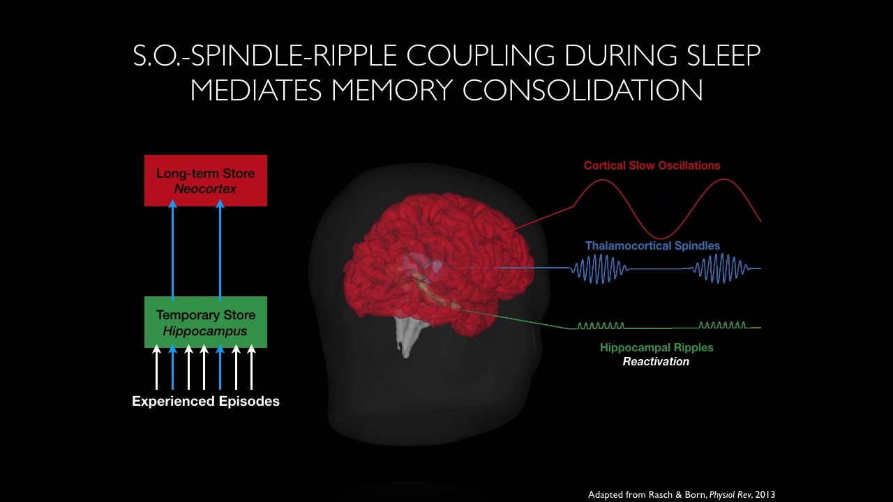 Slow Oscillations, Spindles, and Ripples - YouTube