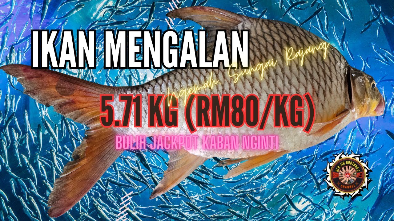 JACKPOT // IKAN MENGALAN 5.71 KG - YouTube