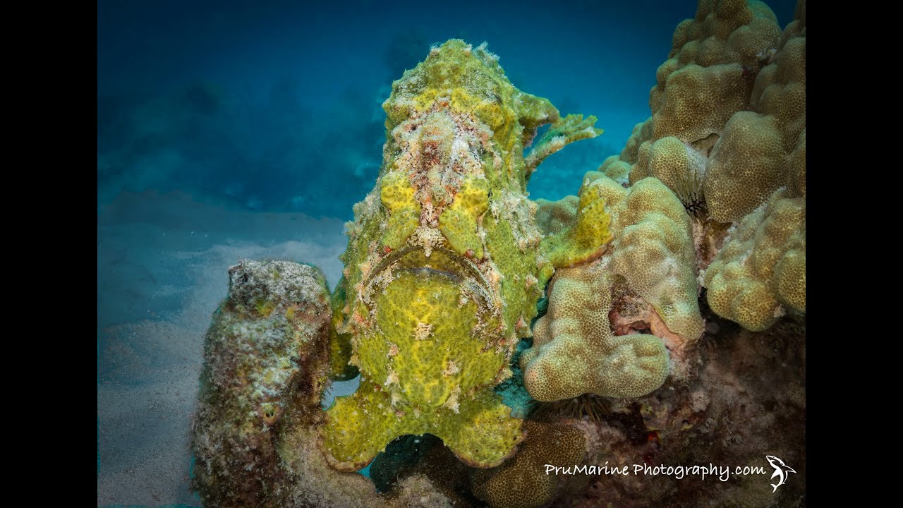 Green Painted Frogfish - "Swimming" - Big Island Shore Dive - YouTube