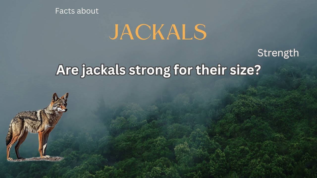 Jackal Fact 28 - Are jackals strong for their size? - YouTube