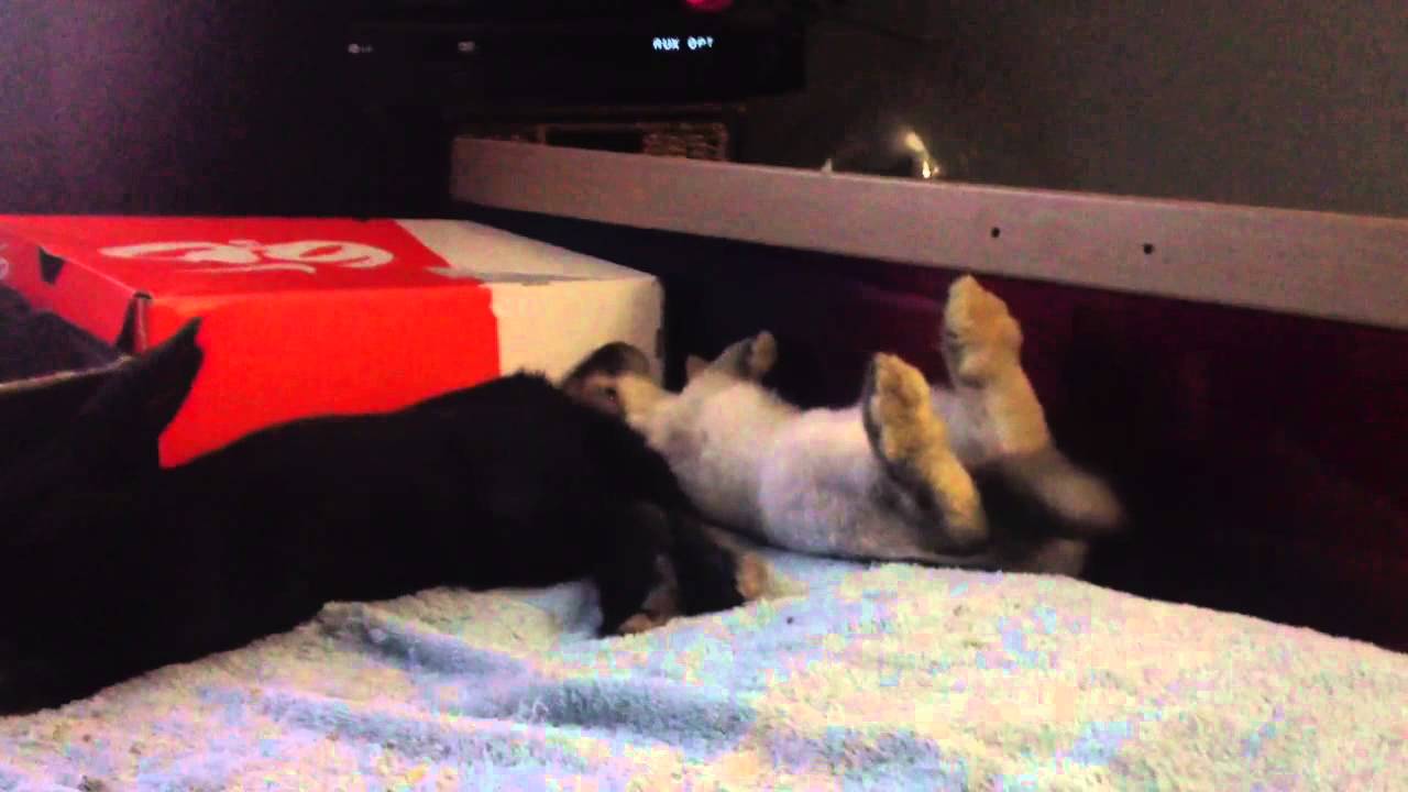 Cute rabbit roll - YouTube