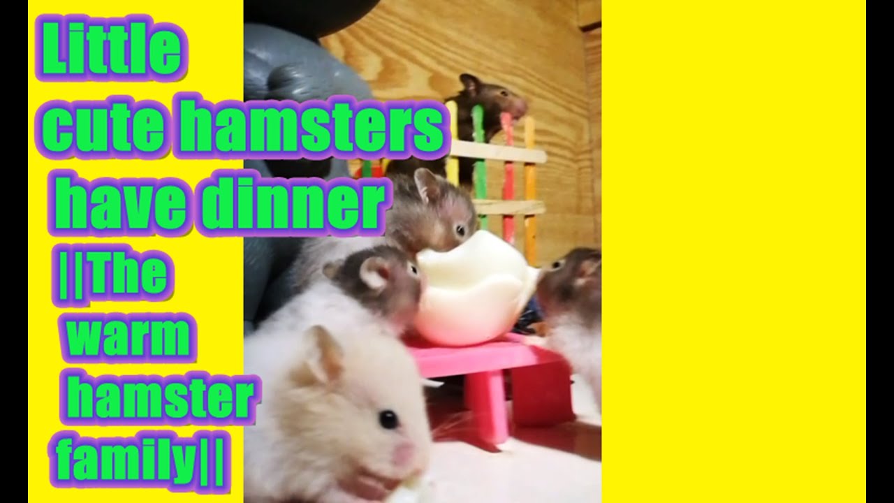 Funny cute little hamster having dinner - YouTube