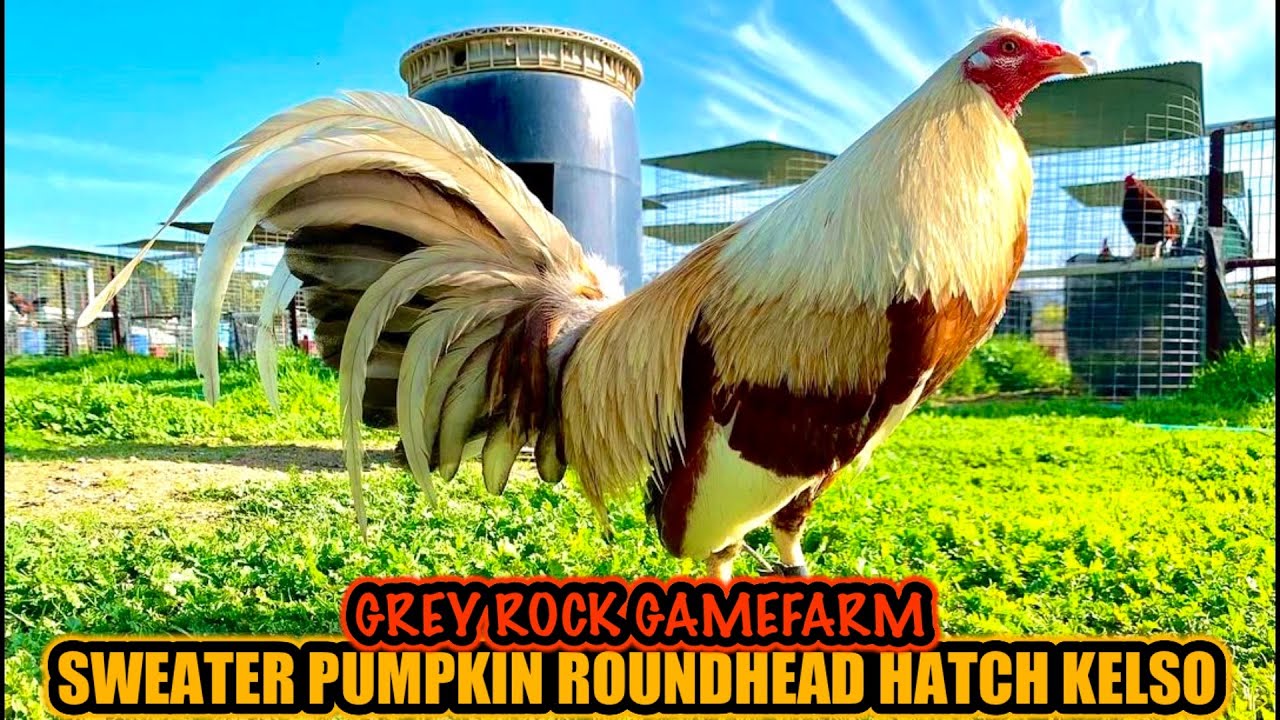 Sweater Pumpkin Roundhead Hatch Kelso ~ GREY ROCK GAMEFARM - YouTube