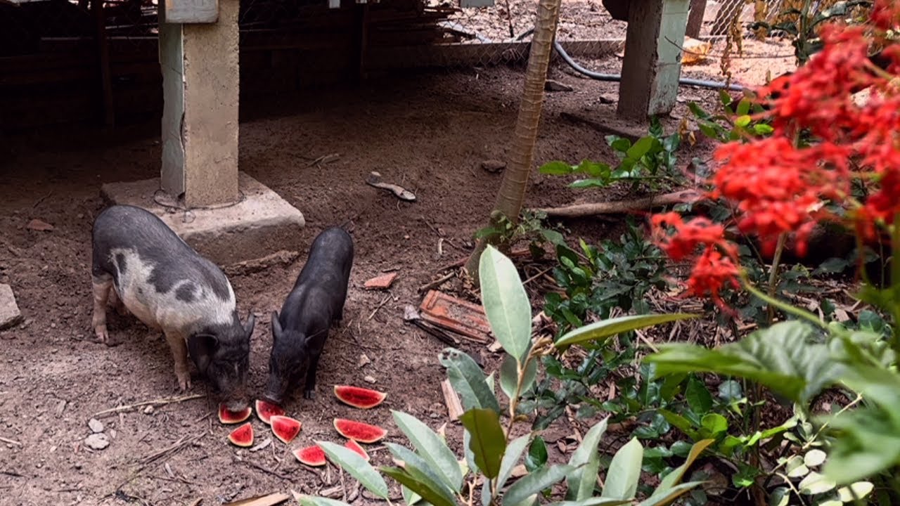 Pigs Eating Watermelon | Free Range Pig Farming - YouTube