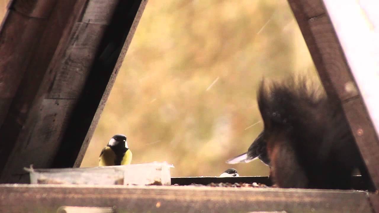 Kamikaze-Bird - YouTube