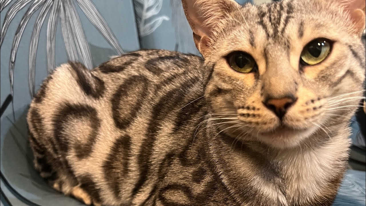 Evening chat with my cat! Is she talking to me? - YouTube