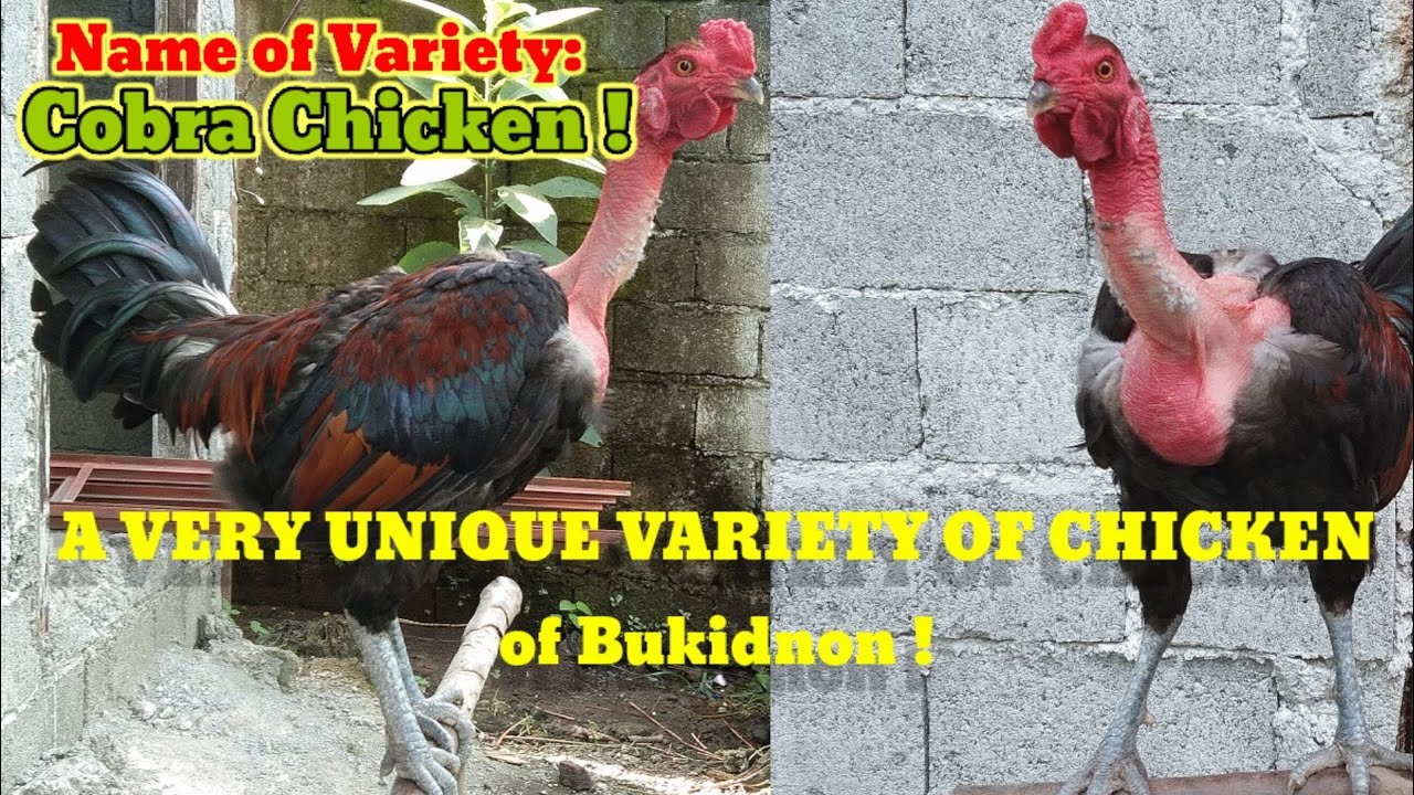 # COBRA CHICKEN ! A Very Unique Variety of Chicken of BUKIDNON..! - YouTube