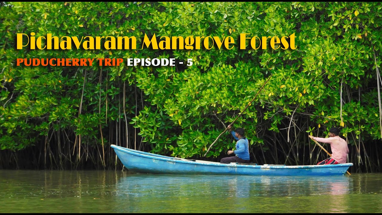 Pondicherry Trip Ep-5 | Pichavaram Mangrove Forest #backwaters # ...