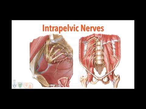 Intrapelvic Nerve Entrapments - by Nucelio Lemos, MD, PhD - YouTube