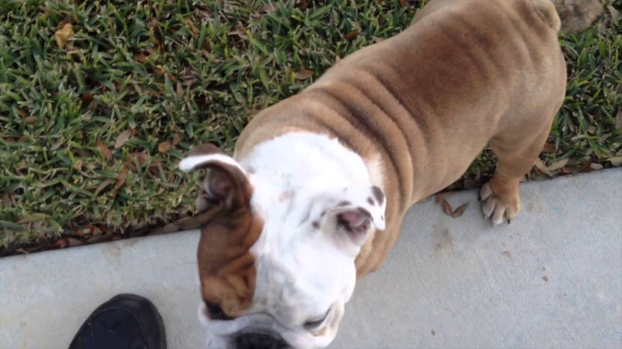 bulldog guard dog - YouTube