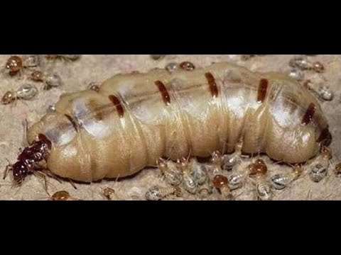 Ratu Rayap Untuk Obat - YouTube