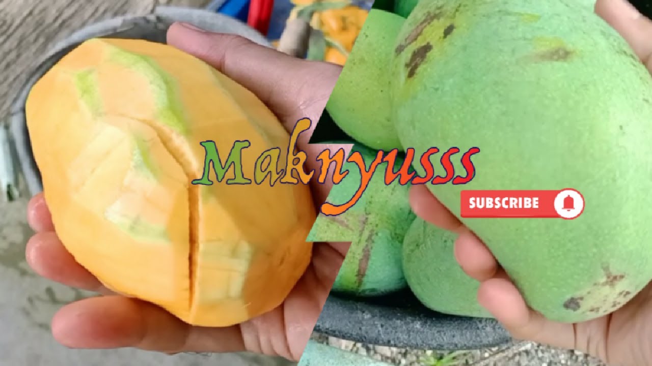 Panen buah mangga | sisa buah mangga di pohon | memetik buah mangga ...