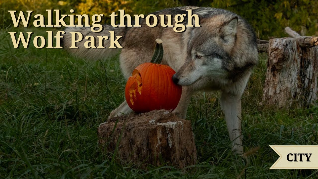 A Trip Through Wolf Park - YouTube