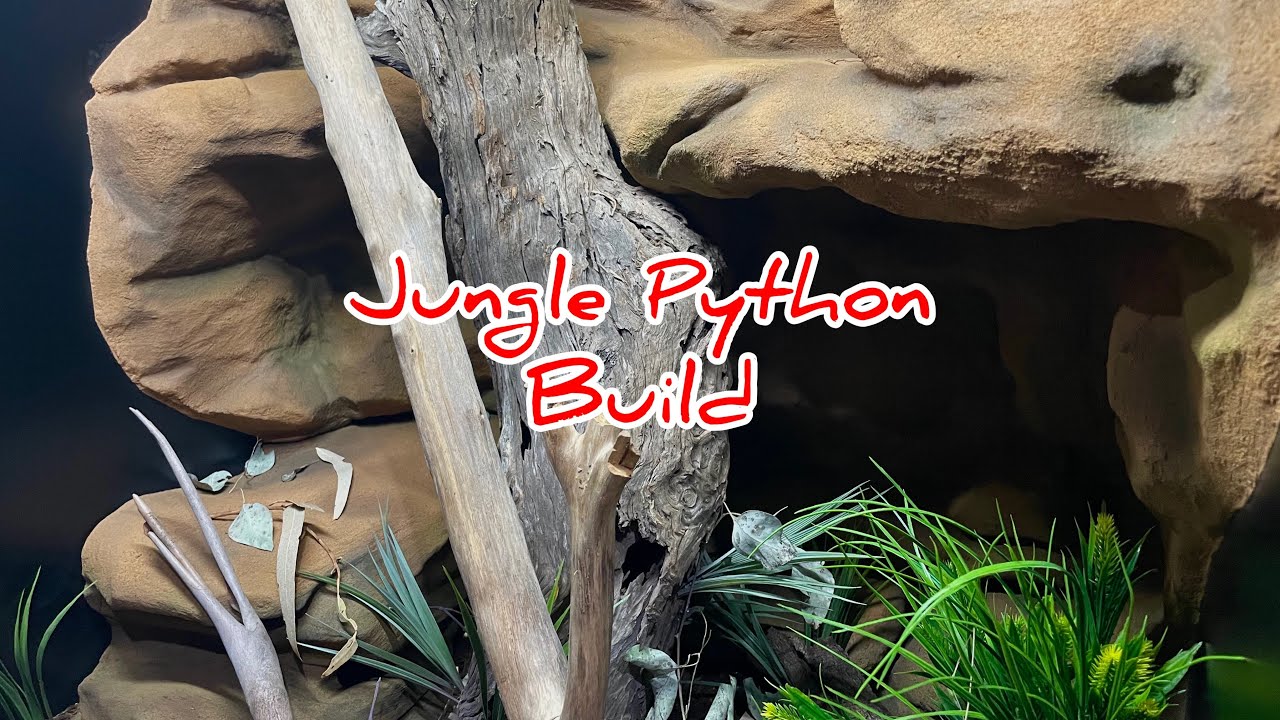How to Build Realistic Background - Jungle Python Build - YouTube