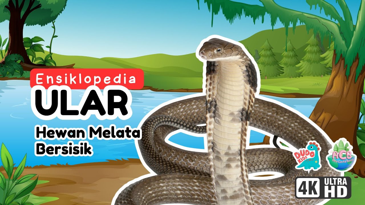 Ular hewan melata bersisik dengan rahang yang kuat awas ada yang ...