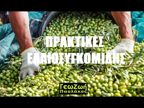 ΓΕΩΖΩΗ - ΠΡΑΚΤΙΚΕΣ ΕΛΑΙΟΣΥΓΚΟΜΙΔΗΣ - YouTube