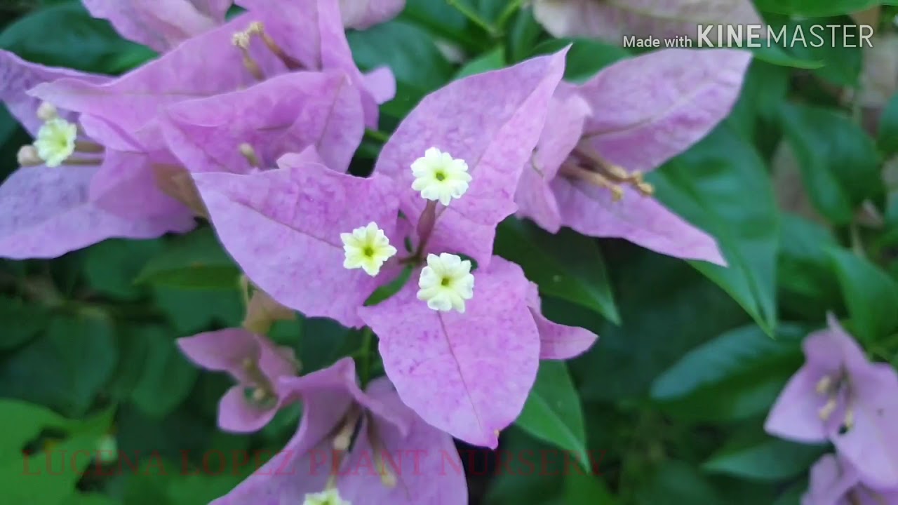 Lucena Lopez plant nursery - YouTube