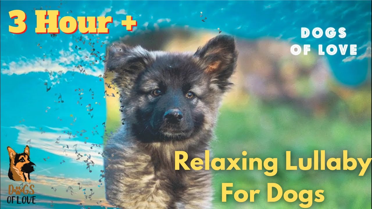 EXTRA LONG Relaxing Lullaby for Dogs - Anxiety CURE - 3Hour Plus ...
