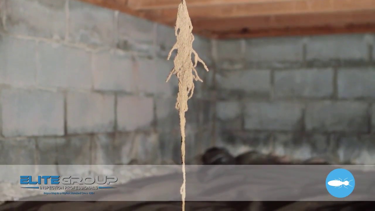 Termite Inspections | The Elite Group Property Inspections - YouTube
