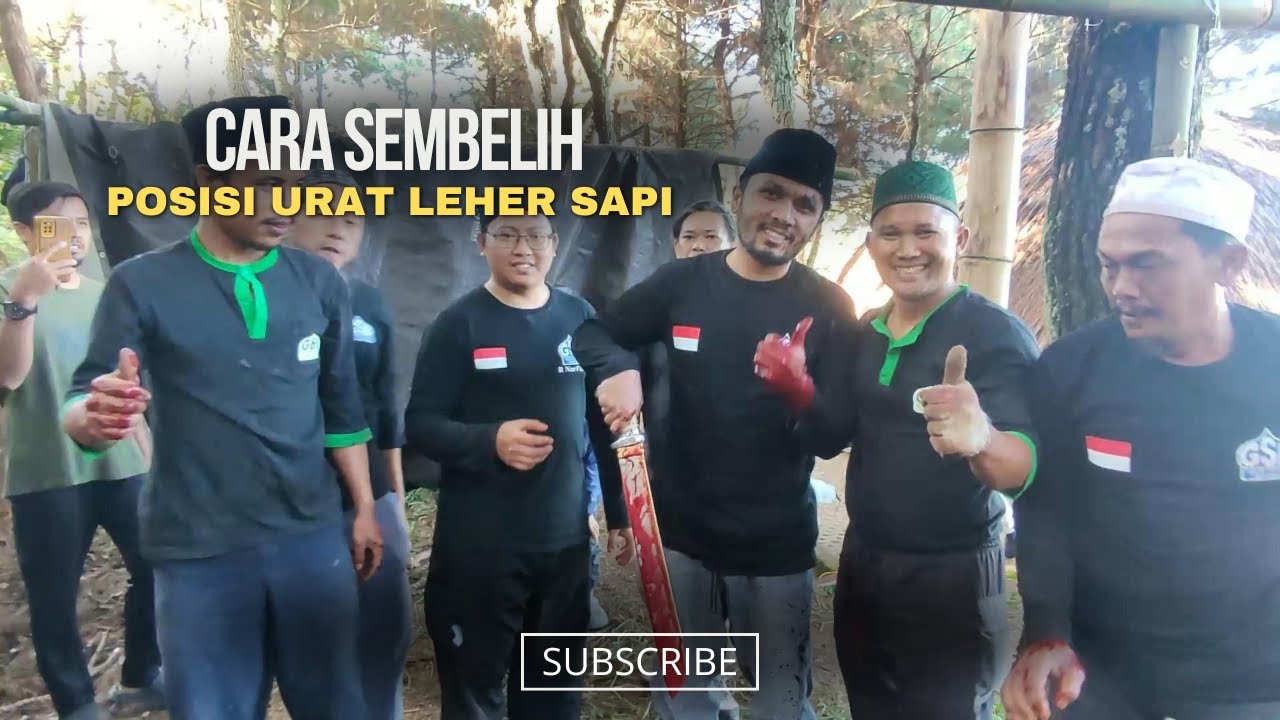 Posisi urat leher sapi agar sembelihnya sempurna - YouTube