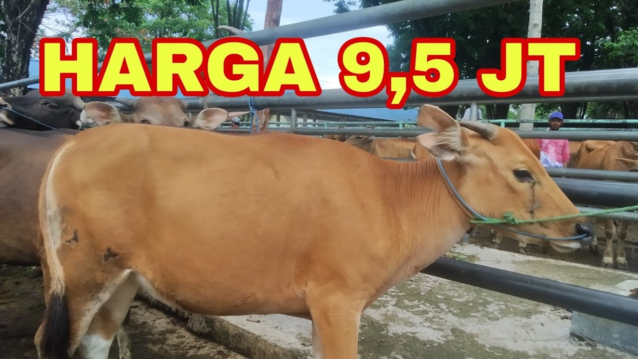 TELINGA SAPI SOBEK HARGA 9,5 JUTA DI PASAR SAPI PELAIHARI TANAH LAUT ...
