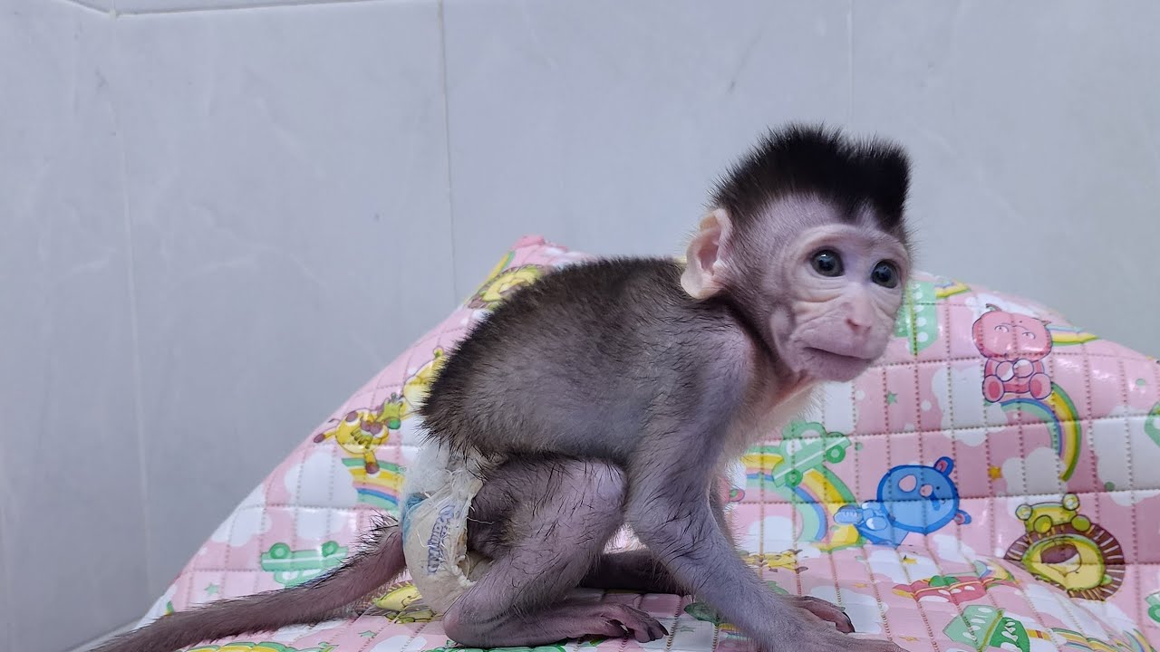 Baby Monkey Boy Bathing in the morning - YouTube