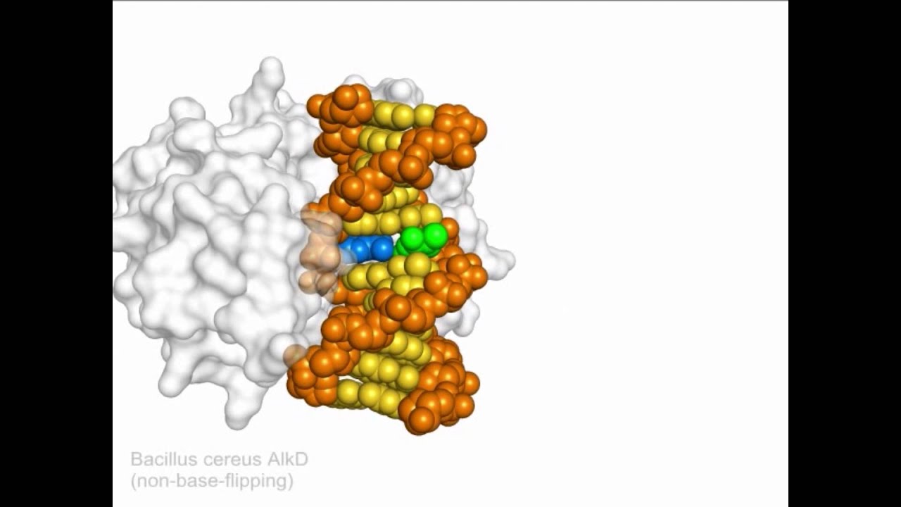 DNA Repair Animation - YouTube