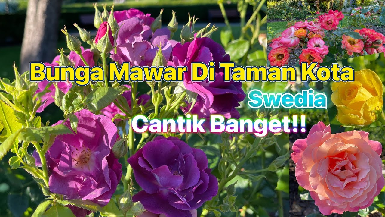 Cantik Banget!! Bunga Mawar Di Taman Kota Örebro || Tetap Terlihat ...