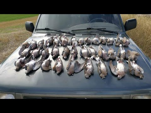 Κυνηγι τρυγονιου caccia tortore 2022 - YouTube