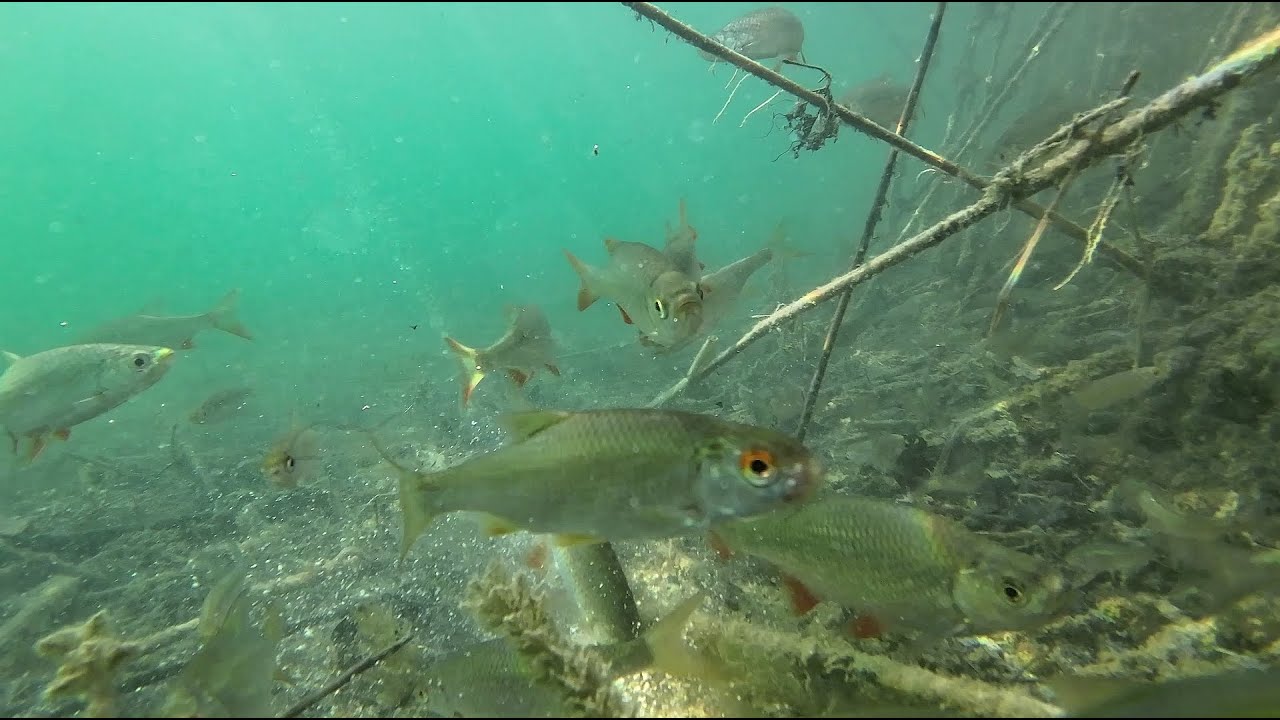 Amazing clear water Lake 4k. Perch, Rudd, Roach, hundreds of fish ...