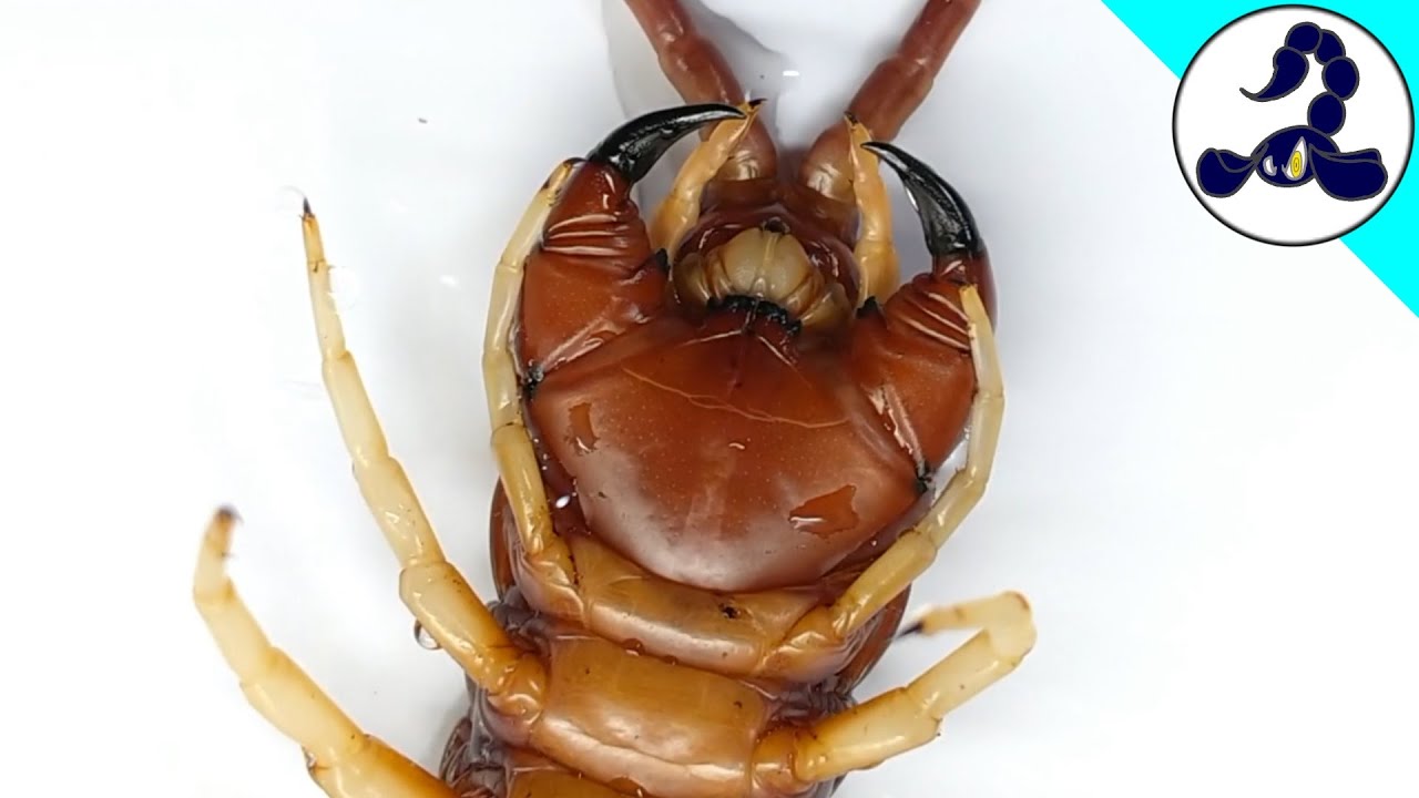 Reproductive organ of my Peruvian giant centipede - YouTube